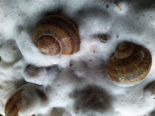 Official website of natural snail mucus Mucus pro class