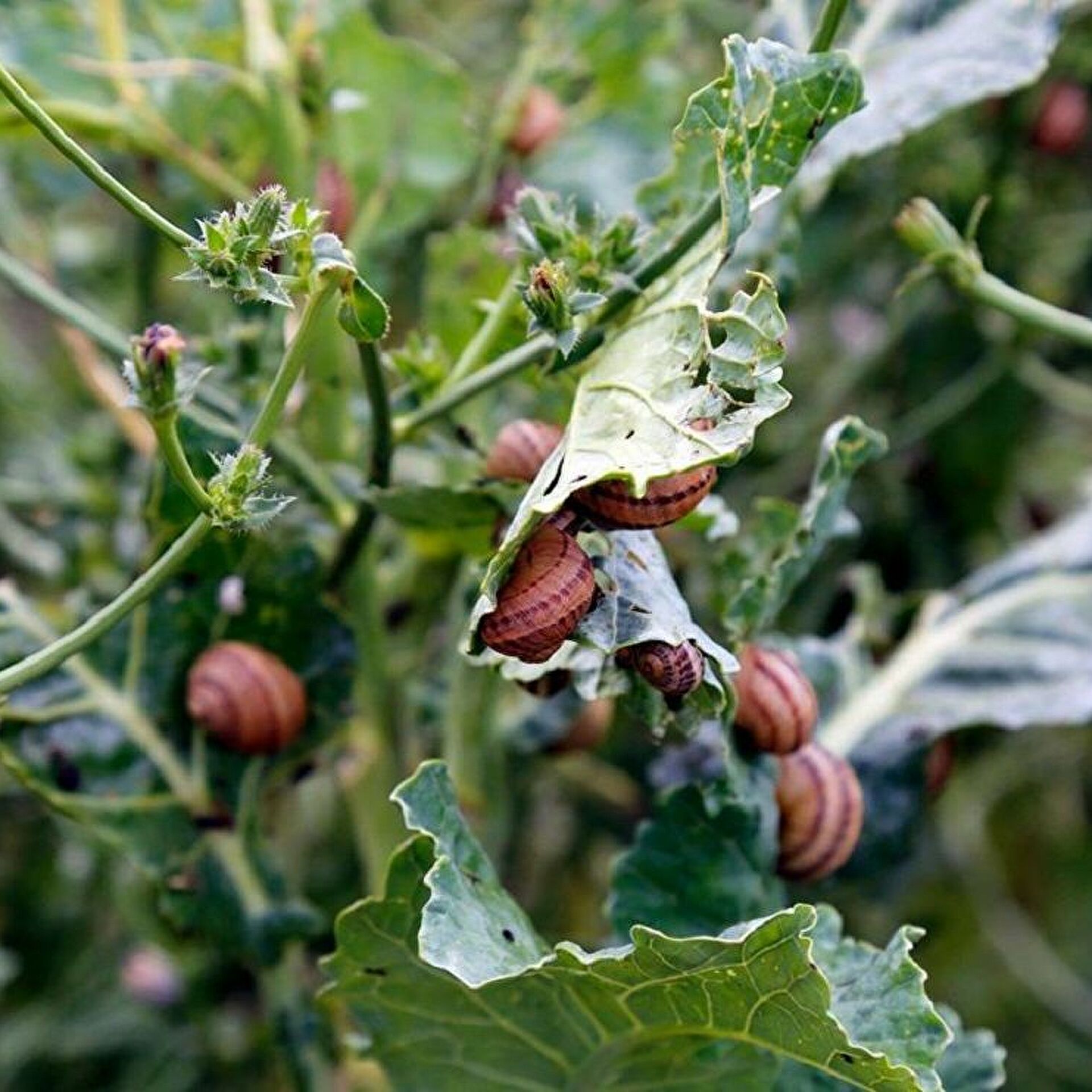 Georgian snails opened a window to Europe